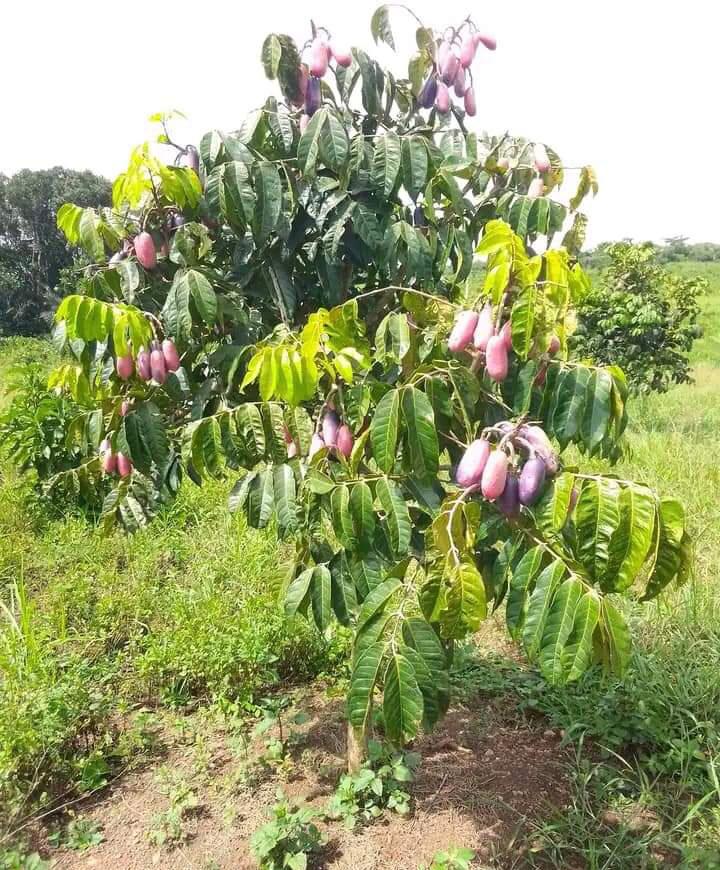 Le safou au Cameroun